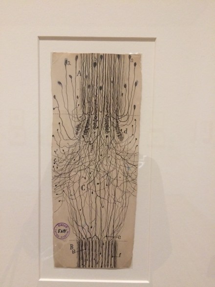The Beautiful Brain: The drawings of Santiago Ramón y Cajal ...